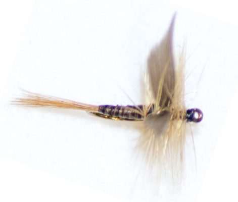 Ginger quill winged traditional dry fly from the guys at fish fishing flies